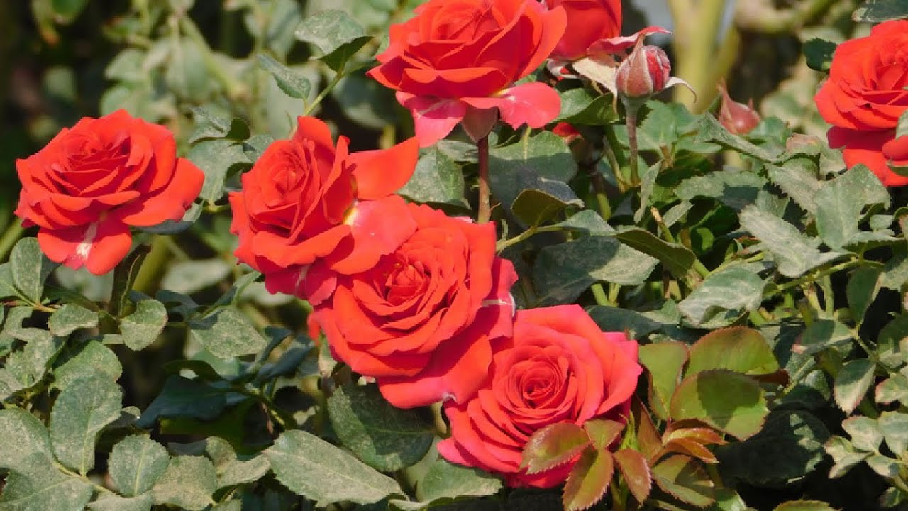 Hydroponic Rose Farming in Greenhouse and Harvesting Process - YouTube