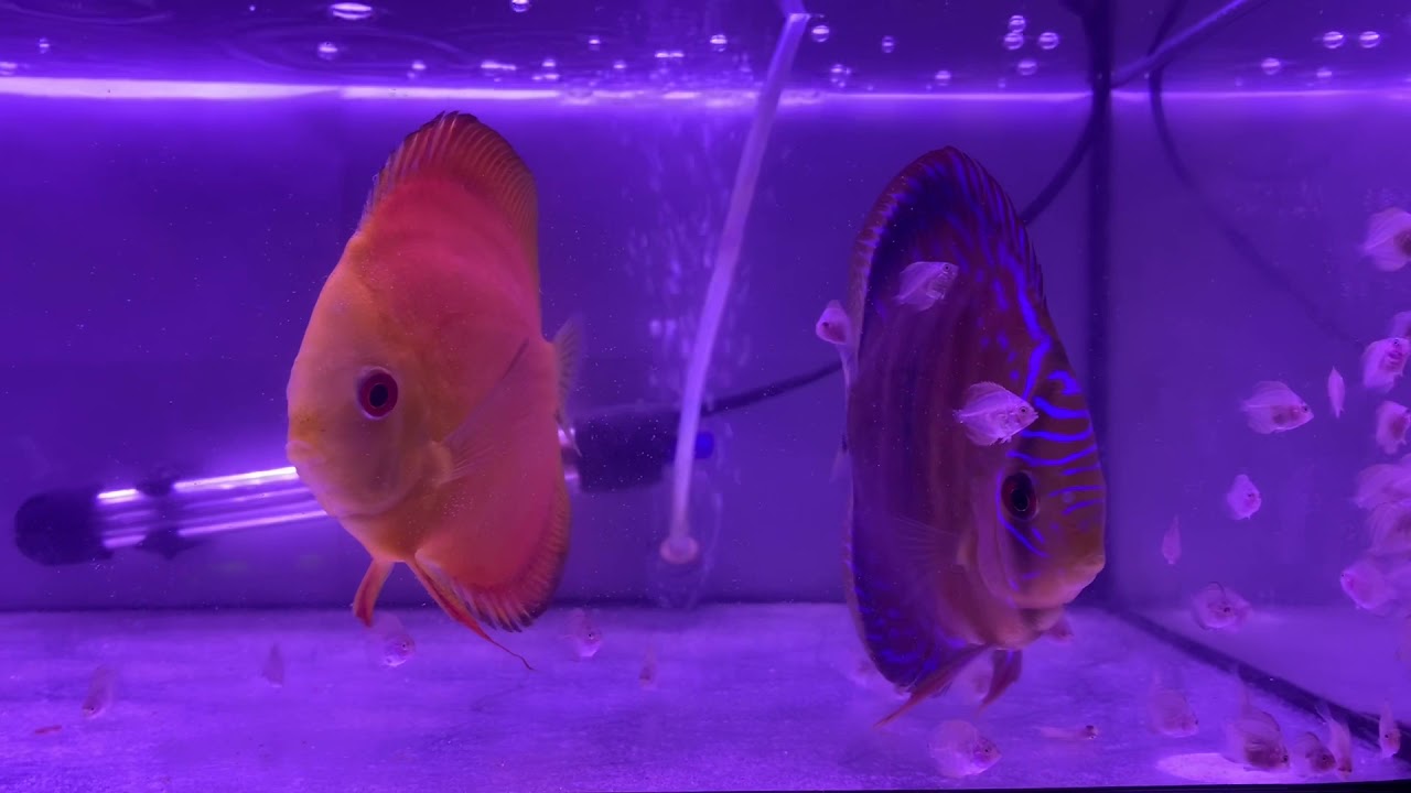 Discus Fry Growth from 0 to 2 months 2021 - YouTube