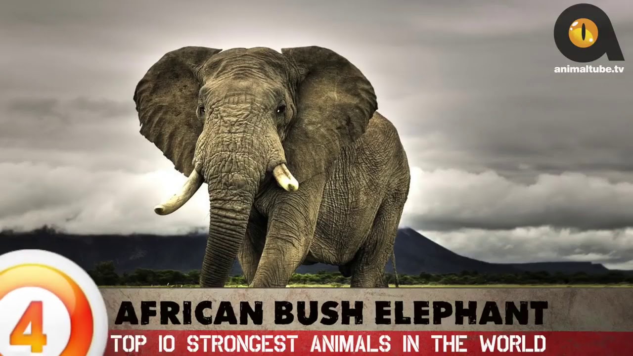 The Strongest Animals In The World Top 10 YouTube the-strongest-animals-in-the-world-top-10-youtube