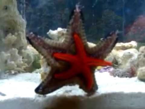 Chocolate Chip Starfish attack - YouTube
