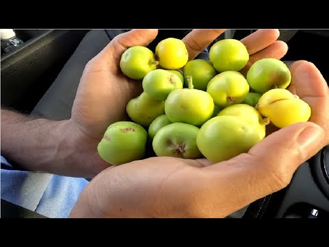 Smallest apples ever seen in Saudi Arabia - YouTube