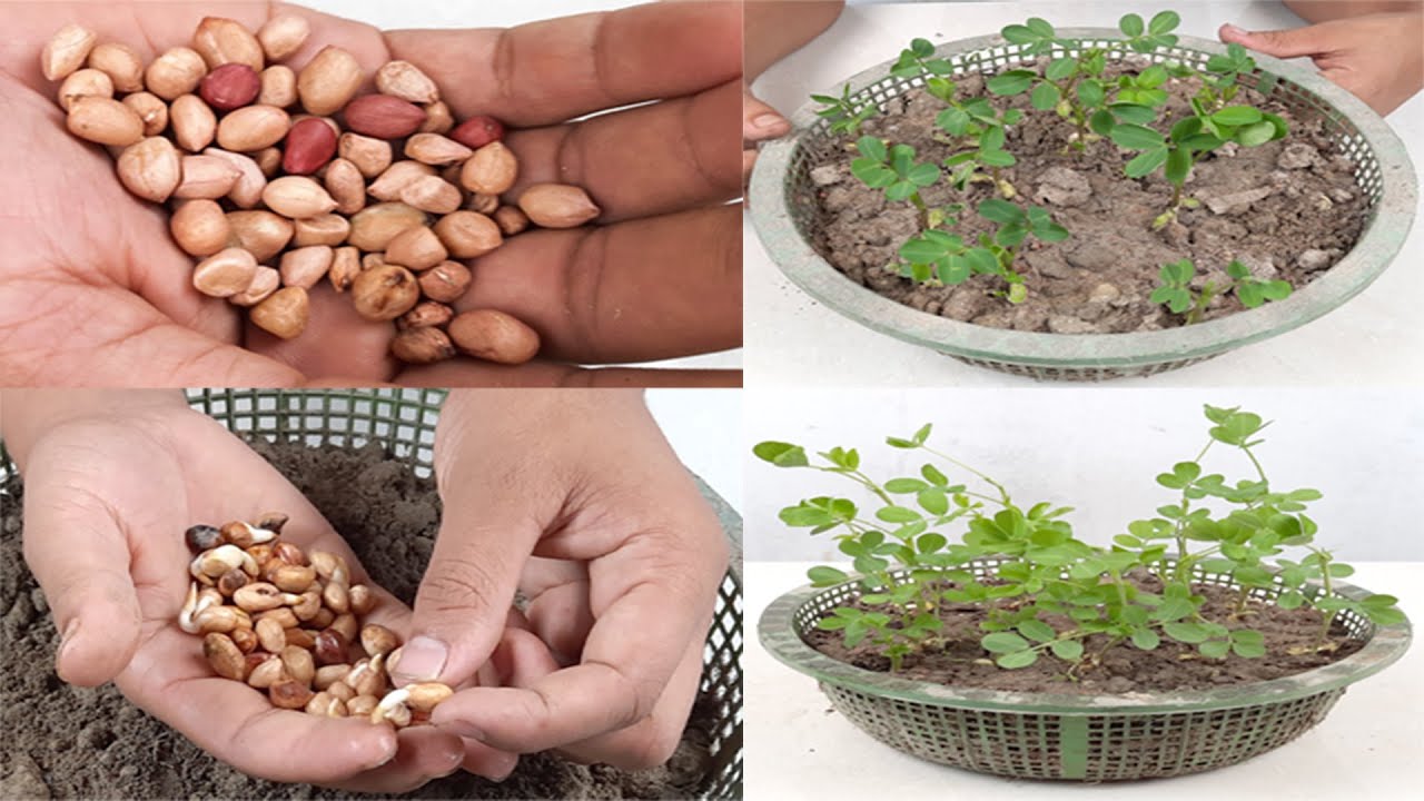 Grow peanuts easiest way , Grow at home#Grow Peanut from seeds easily ...