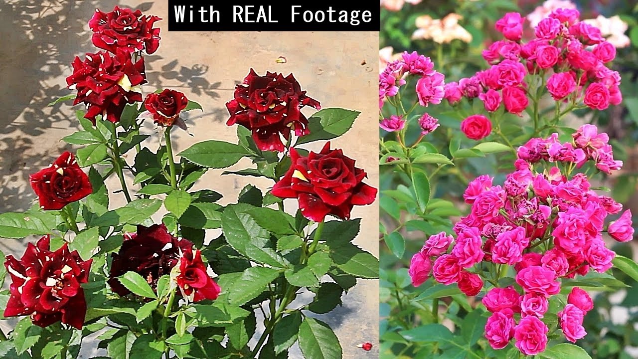 TOP 7 Summer & Monsoon ROSE CARE TIPS That You SHOULD Know! - YouTube