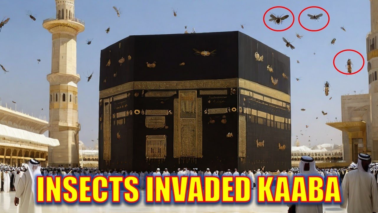 Strange Insects Invade The Kaaba in Mecca! Is This A Warning For ...