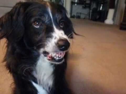 Border Collie Snarl - YouTube