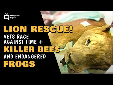 LION RESCUE! Vets Race Against Time + Killer Bees & Endangered Frogs! (Wild Stories!)