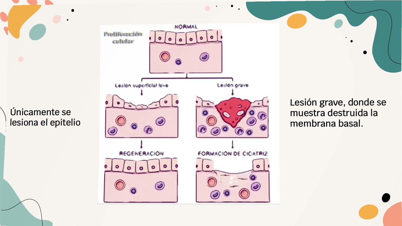 PROLIFERACION CELULAR - YouTube