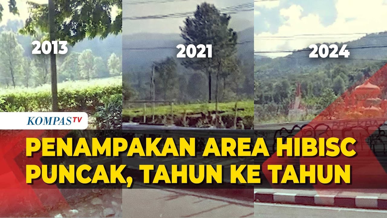 Penampakan Area Hibisc Fantasy Puncak dari Tahun ke Tahun, Kebun Teh ...