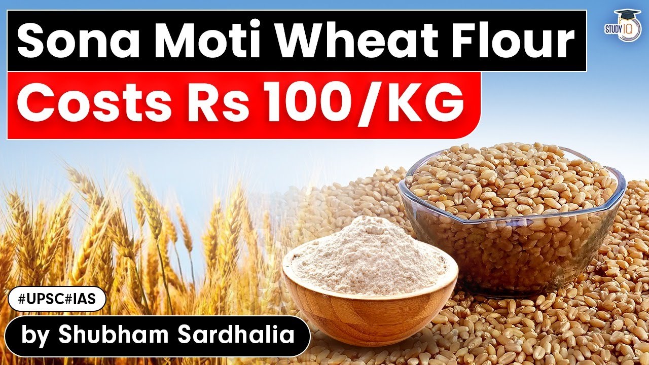 Ancient variety of Punjab's wheat Sona Moti Wheat Flour cost Rs.100/kg ...