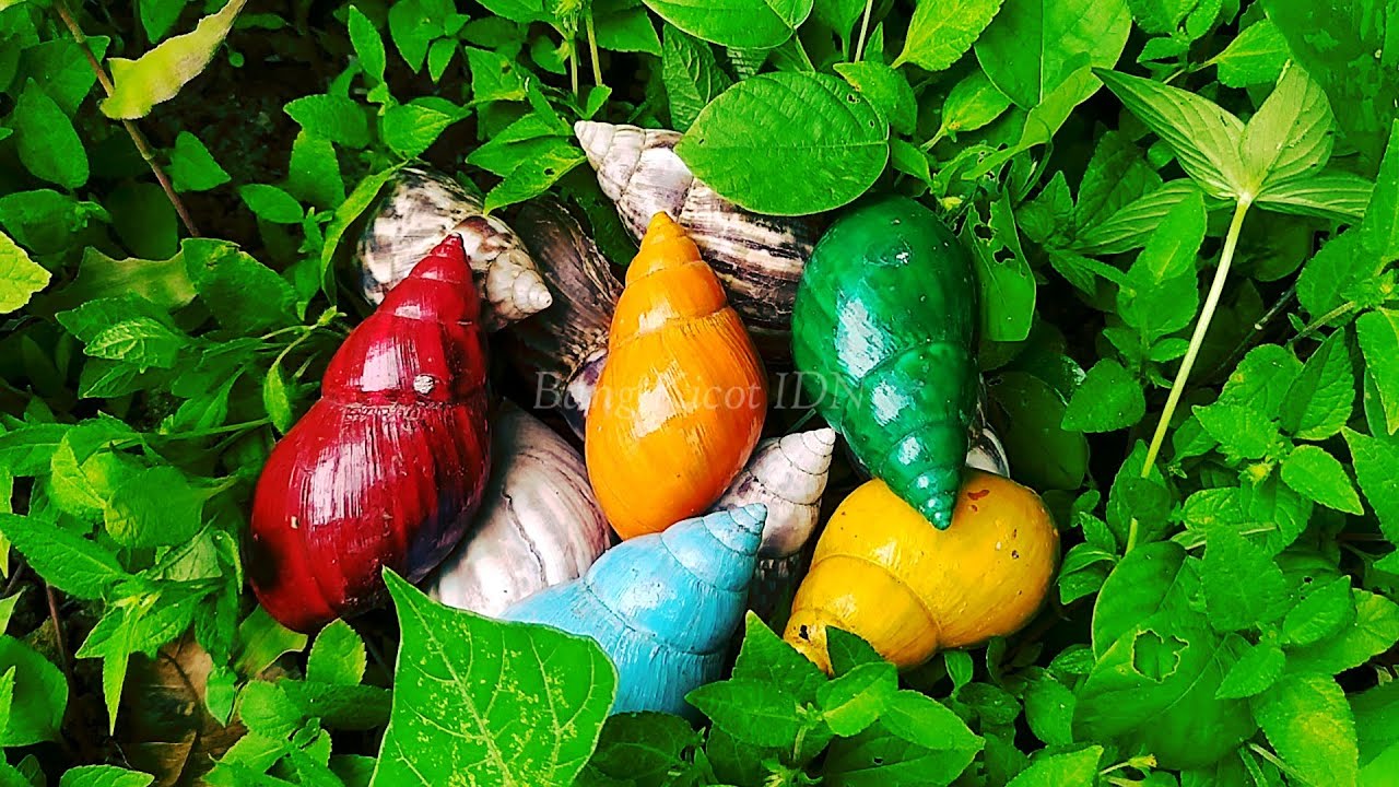 HUNTING ANIMAL CANGKANG SNAIL SIPUT KEONG BEKICOT RAINBOW, KELOMANG ...