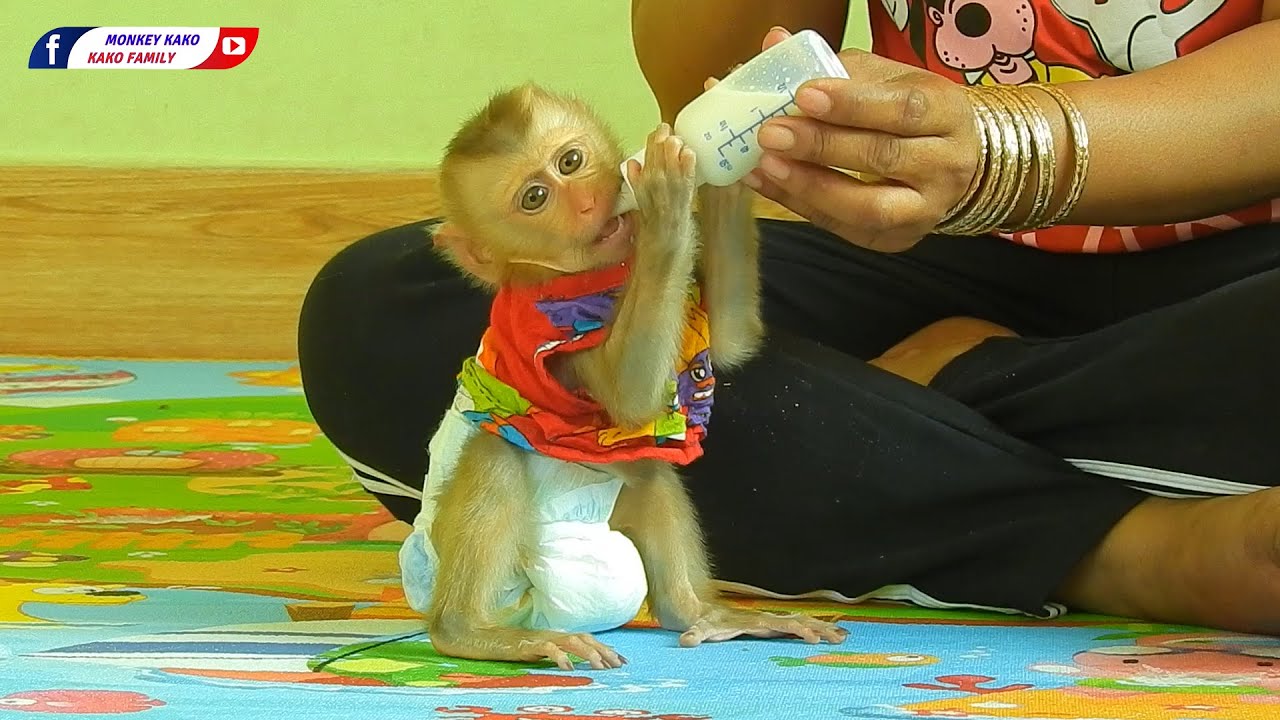 Monkey Kako Family | Tiny Baby Monkey Olly Drinking Milk - YouTube