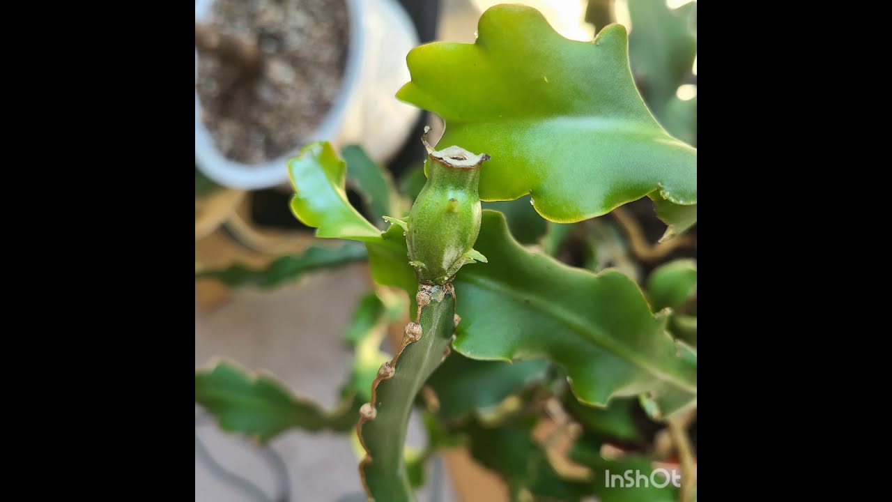 Epiphyllum Curly Sue - flower and tasting fruit - YouTube