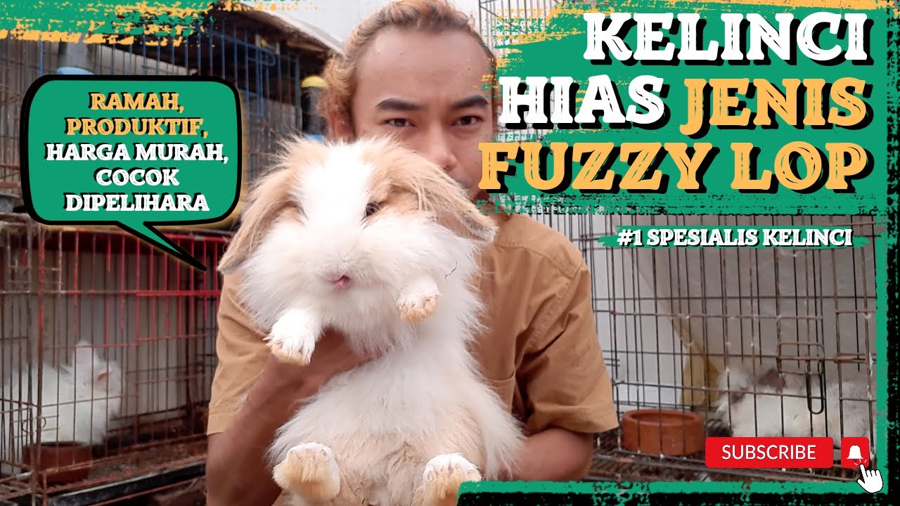 JENIS KELINCI FUZZY LOP , JENIS KELINCI YANG MUDAH DIPELIHARA #kelincihias #ternakkelinci # ...