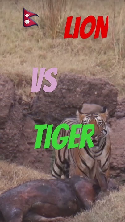 Lion v Tiger - YouTube