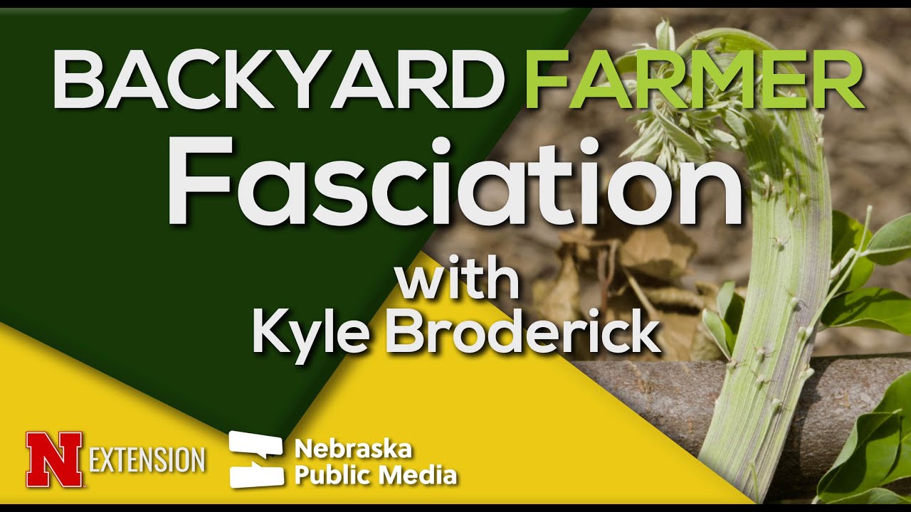 Fasciation in Plants: Causes, Identification & How to Fix It (or Enjoy ...