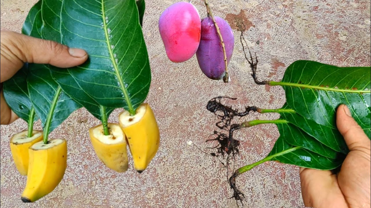 How to Grow Mango Trees From Mango Leaves | Best Natural Banana Rooting ...