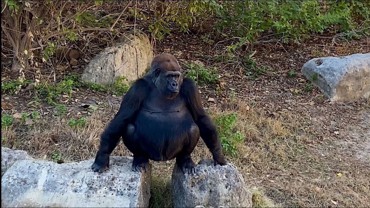 GRANDMA GORILLA GETS RIGHT TO THE POINT * GORILLAS FAMILY * SILVERBACK ...