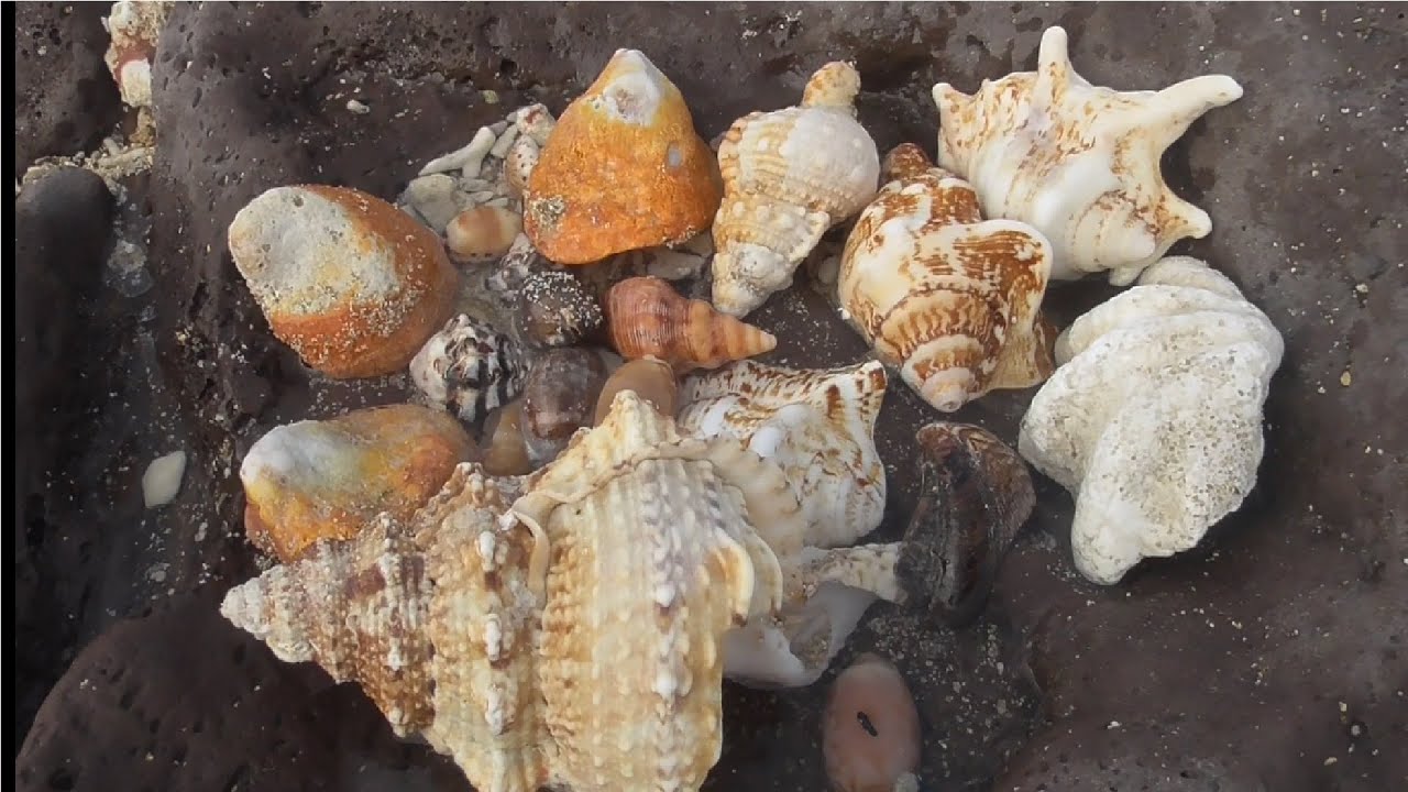 Journey to explore the beach to pick up conch shells - YouTube