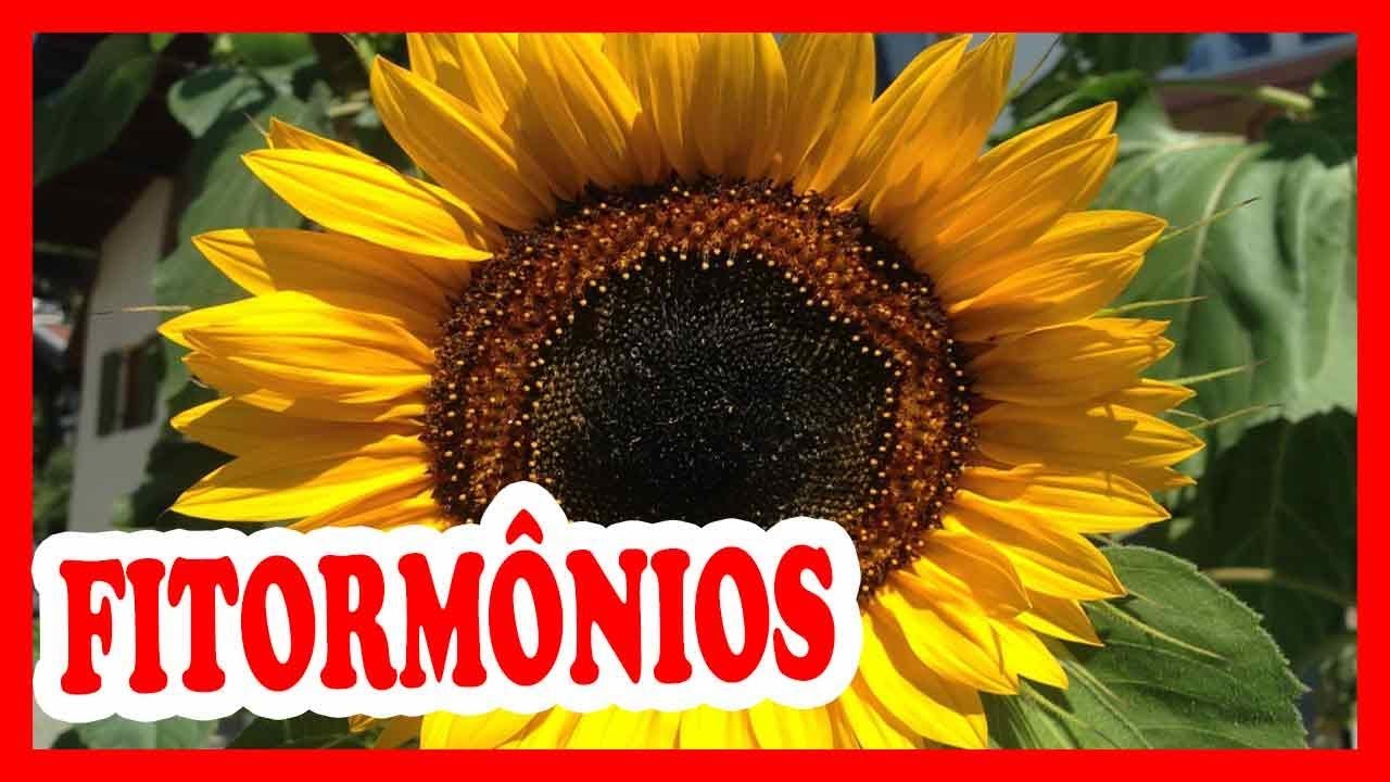 Hormônios Vegetais - os Fitormônios - YouTube