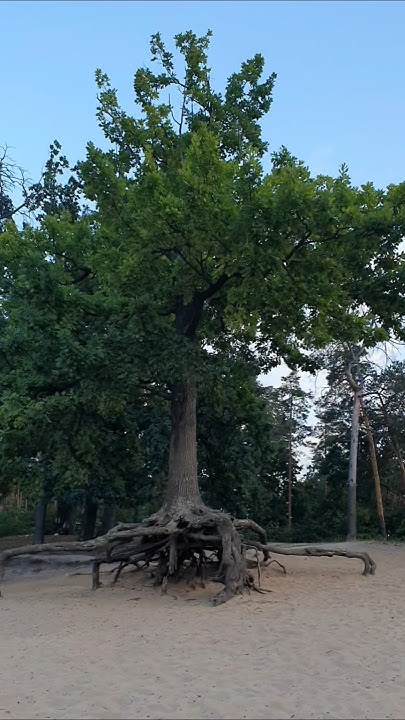 Впізнаєте це дерево Природа України🌳do You Recognize This Tree Nature