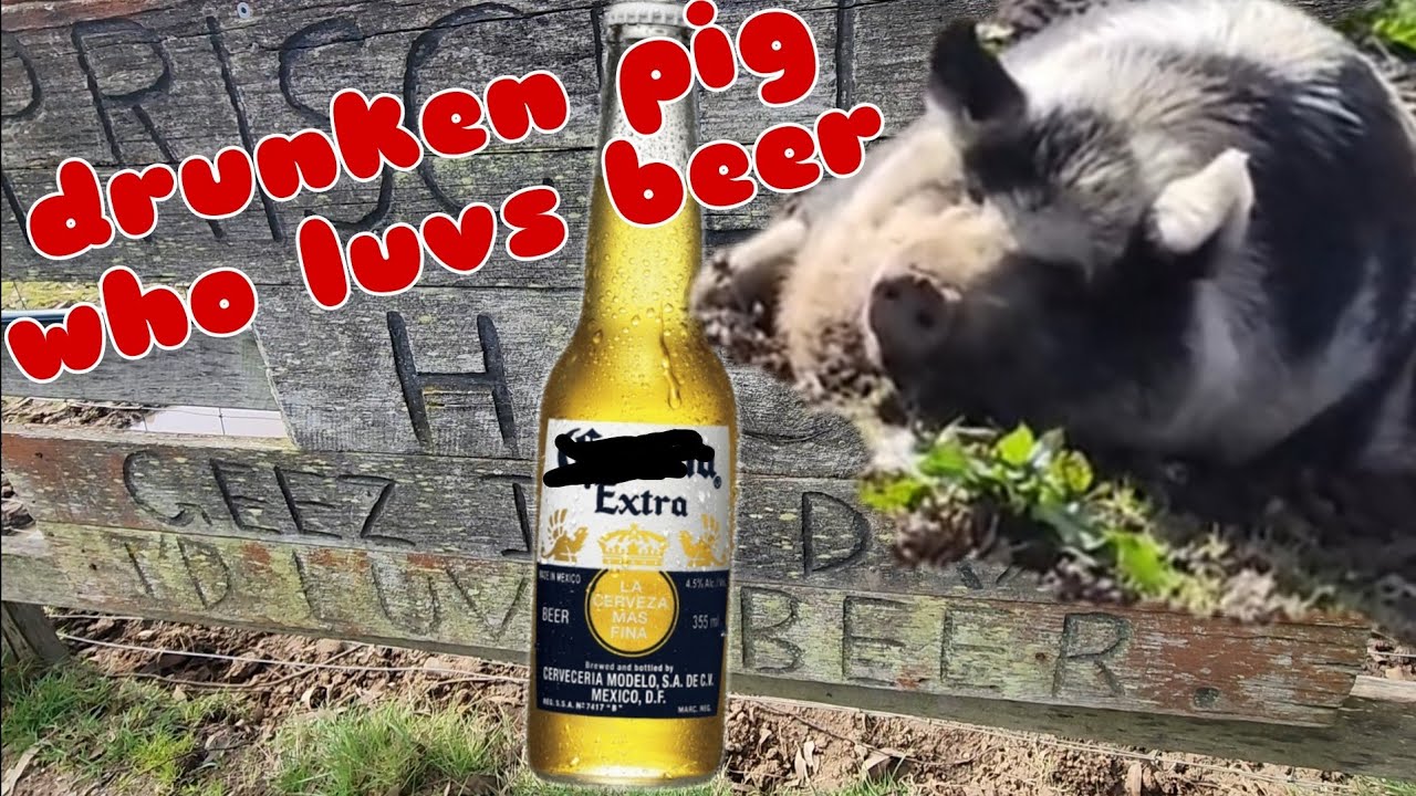 Priscilla..the drunken pig - YouTube