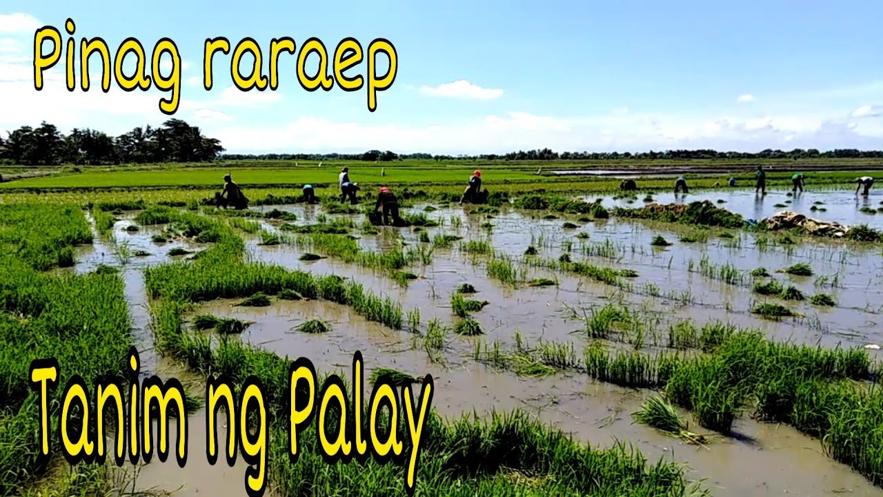 Pinag raraep-Tanim ng Palay||Rice Farming||Rice Fields-Isabela - YouTube