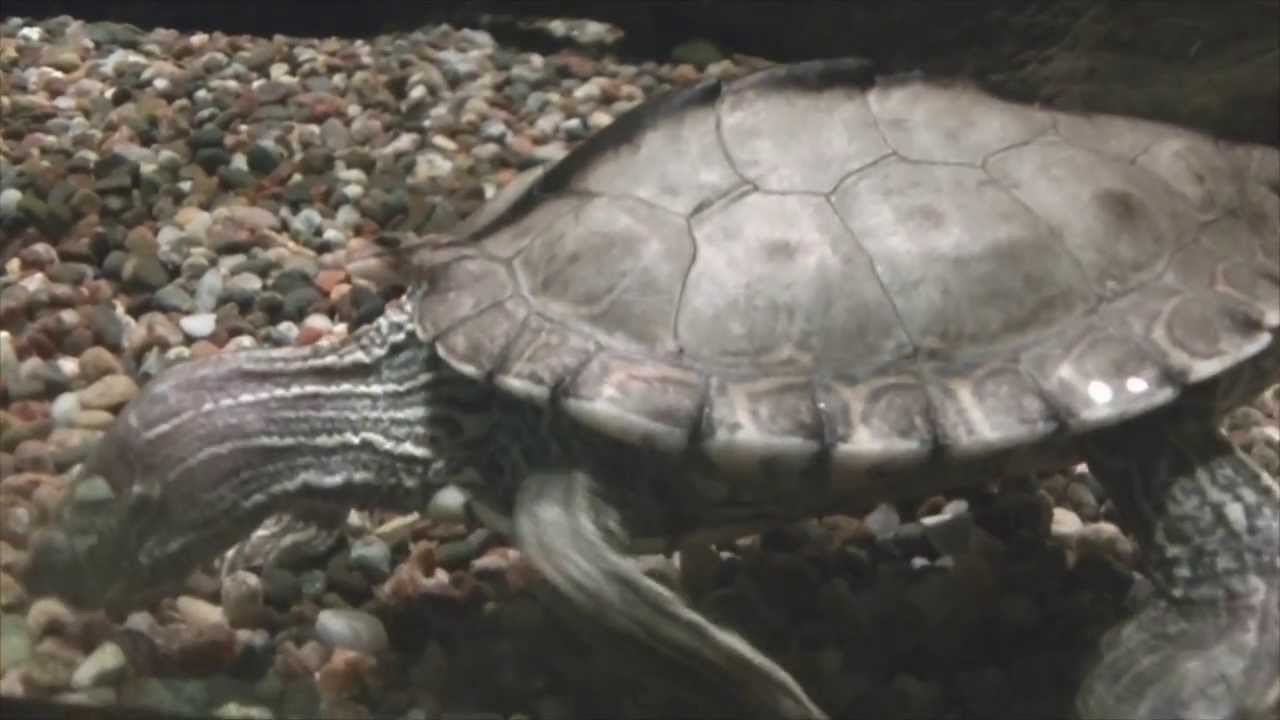 Alabama Map Turtle Swimming At Tropical Discovery - YouTube