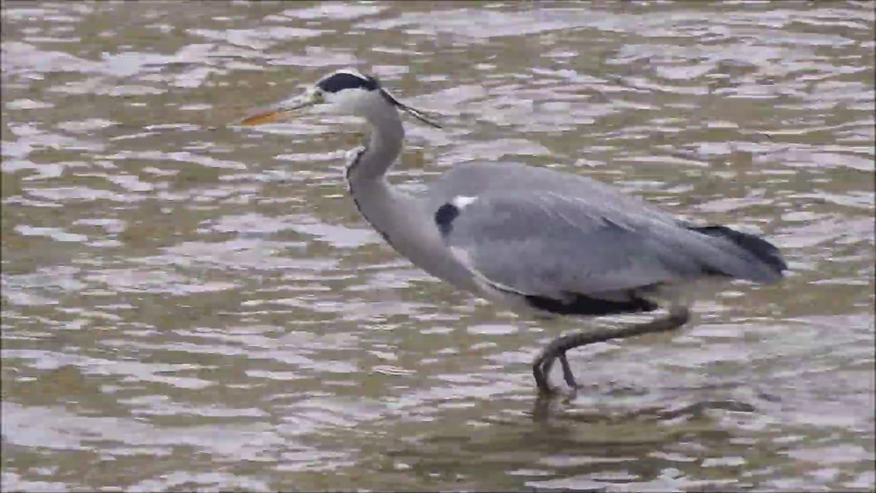 Starc cenusiu, Ardea cinerea - YouTube