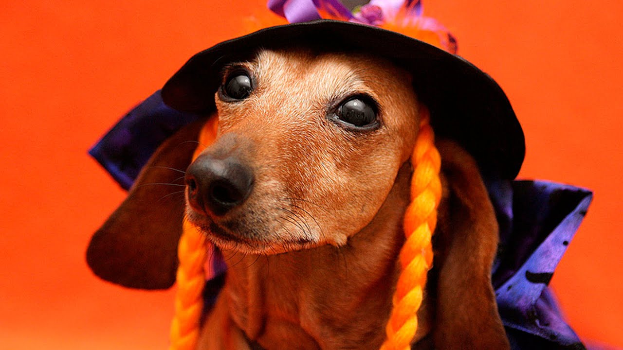 Dogs Dressed Up in Costumes #46 - YouTube