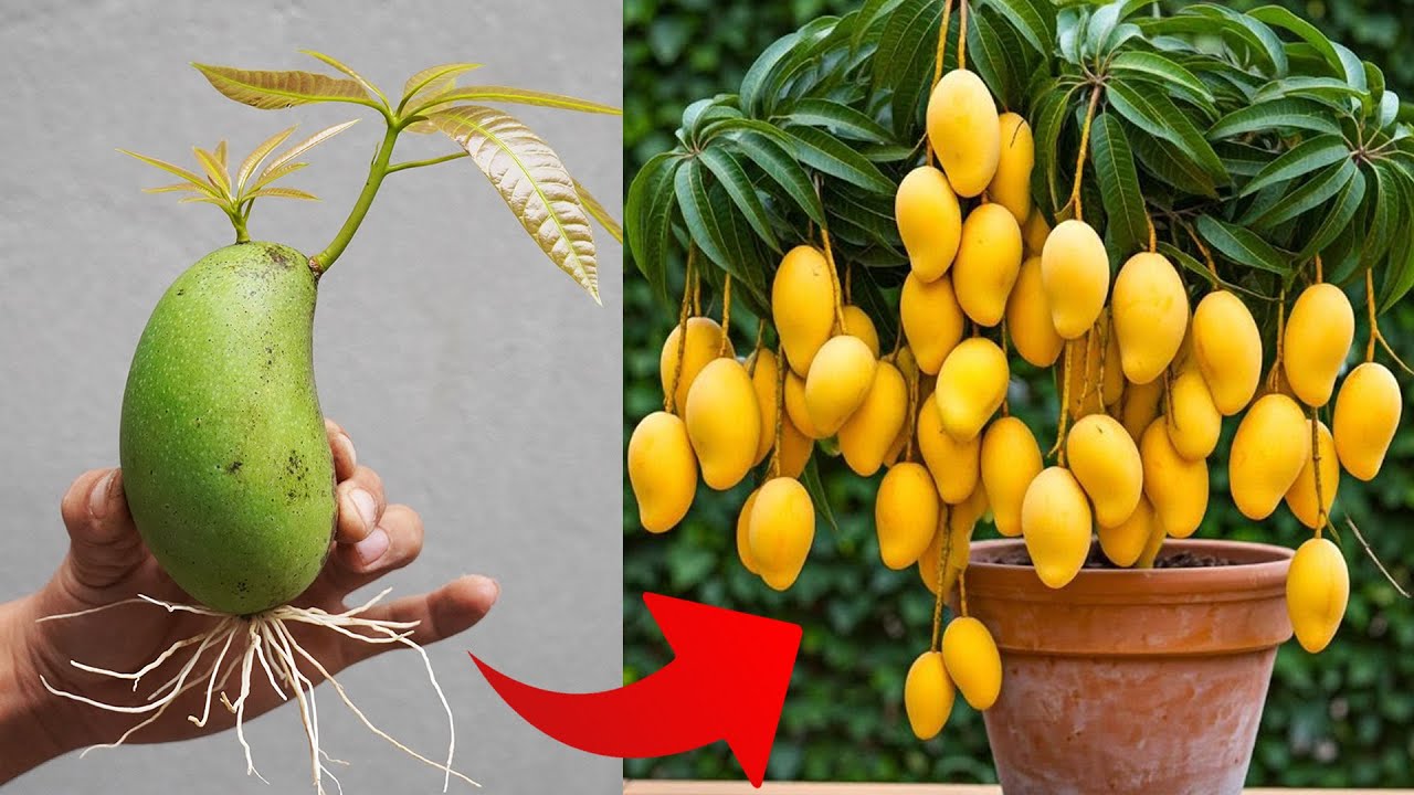 Grow MANGOES Fast and Get LOTS of Fruit with These Easy Tips! - YouTube