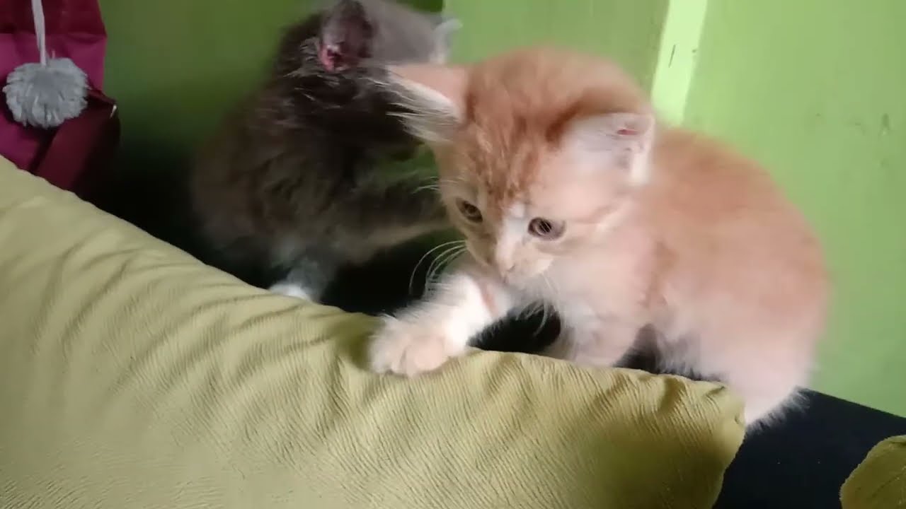 Kucing Oren Kecil Anggora Yang Lucu - YouTube