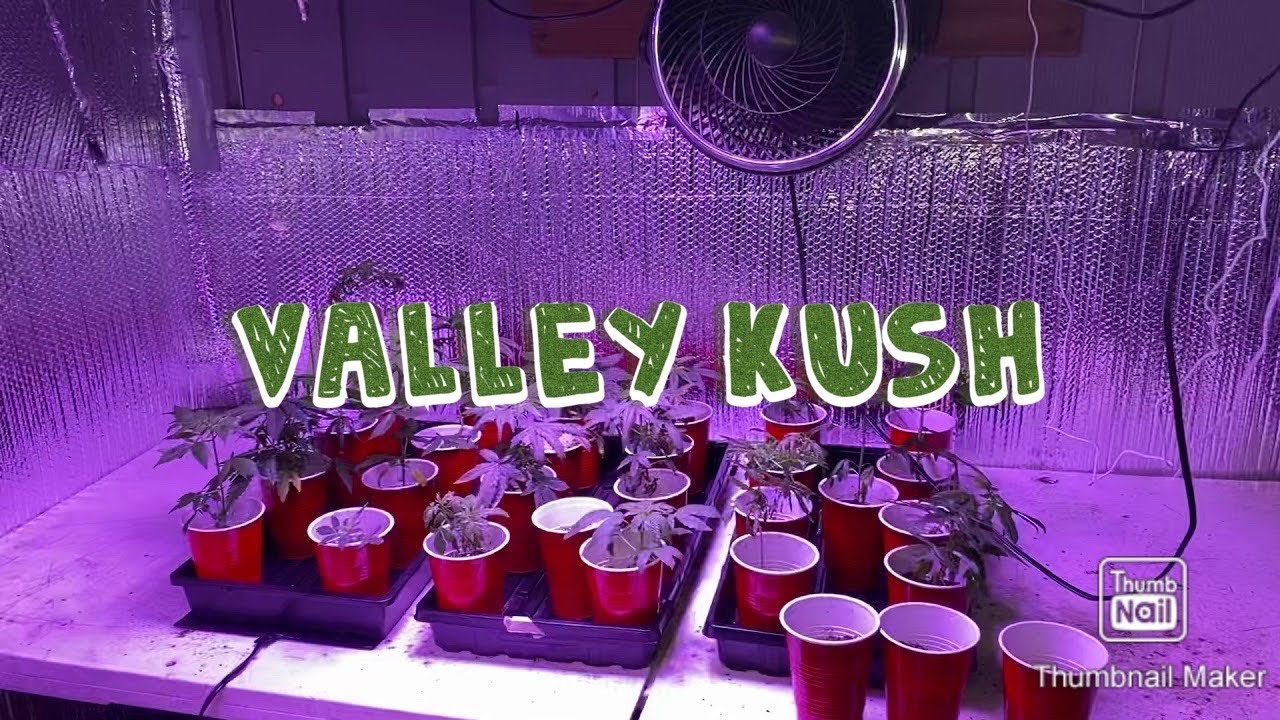 First Weed Grow InDoor - YouTube