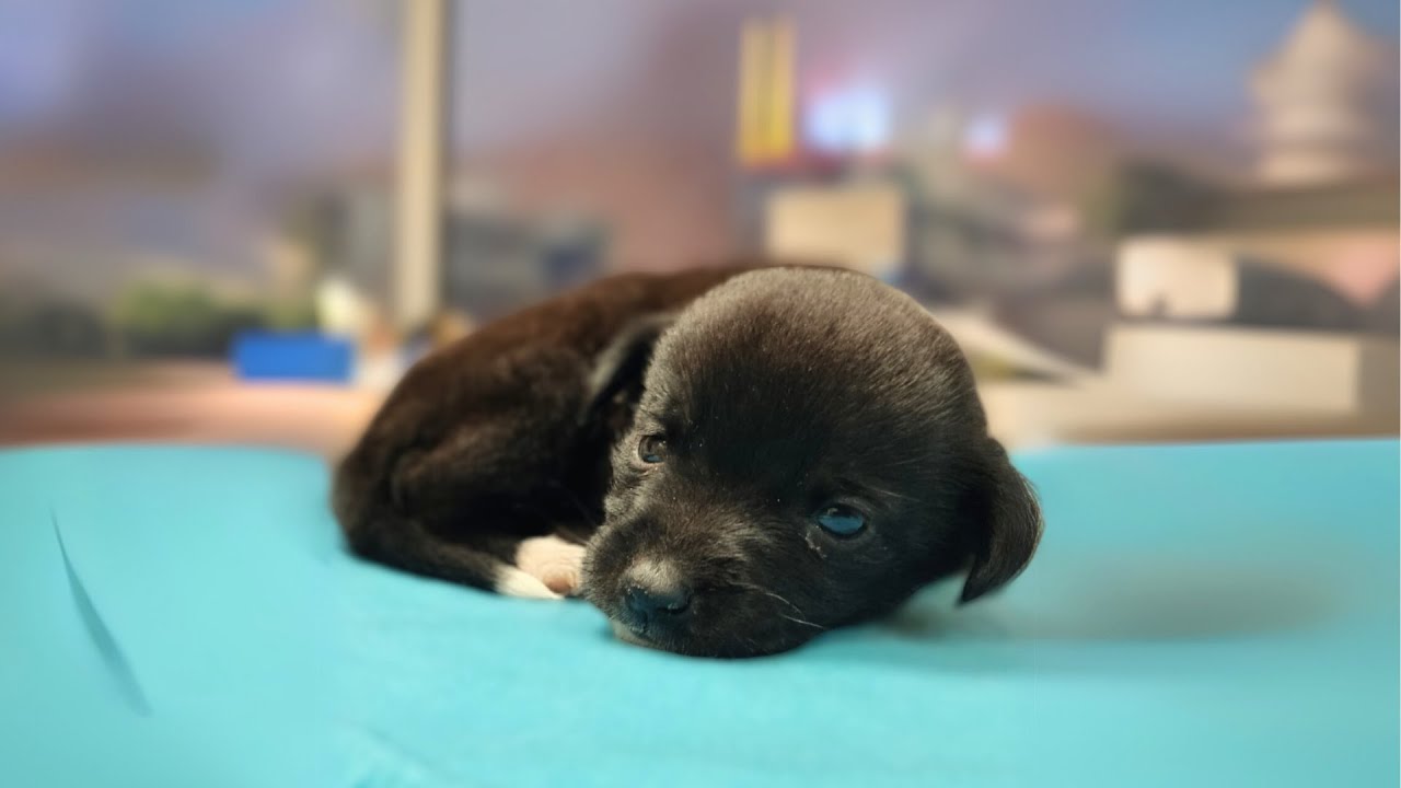 Small Crying Puppy Changes Completely after being Rescued - YouTube