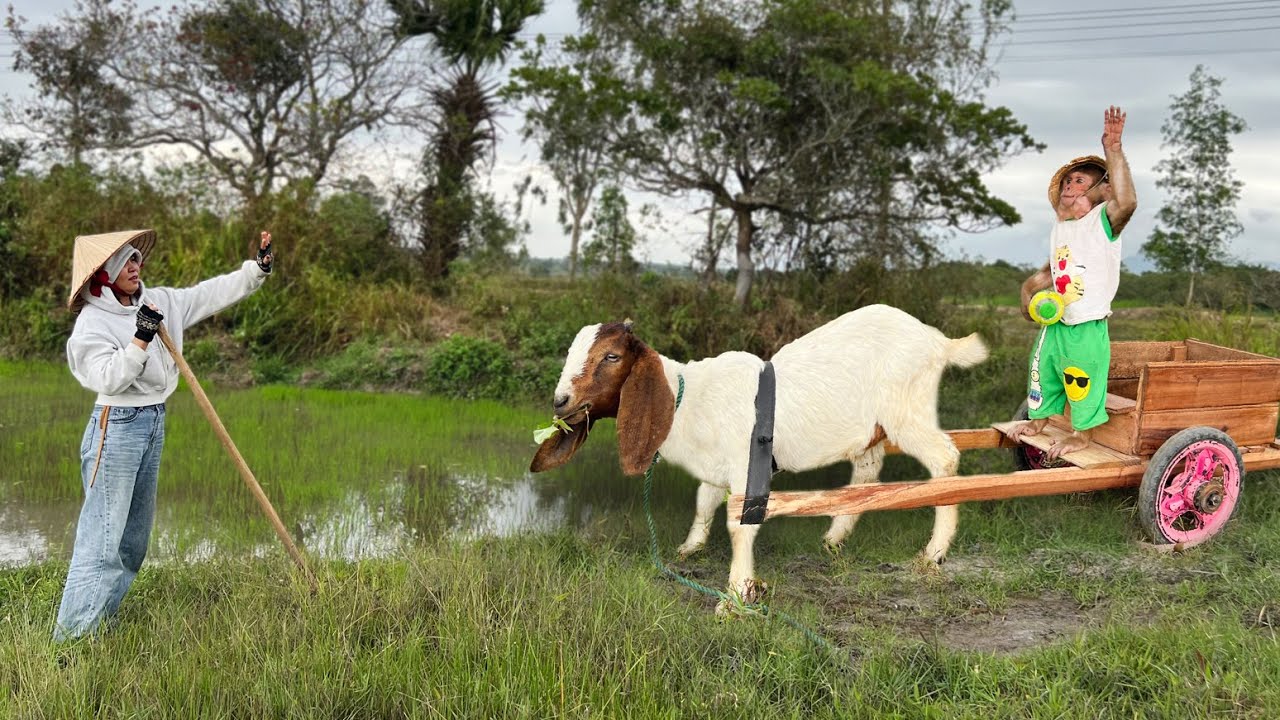 Super smart! Cutis & Goat enlist to go market buy water for mom in the ...