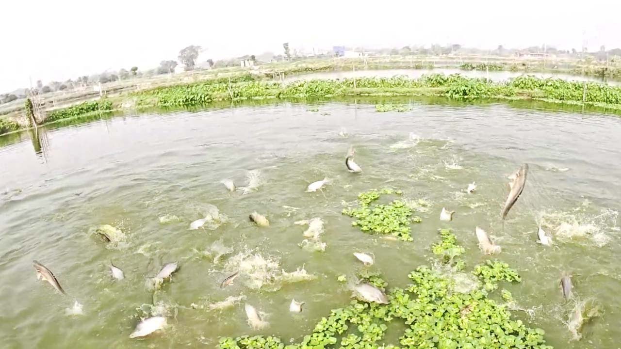 Fish Farming Videos 😊👀 Must Watch Village Fish Farming Videos And Fish ...