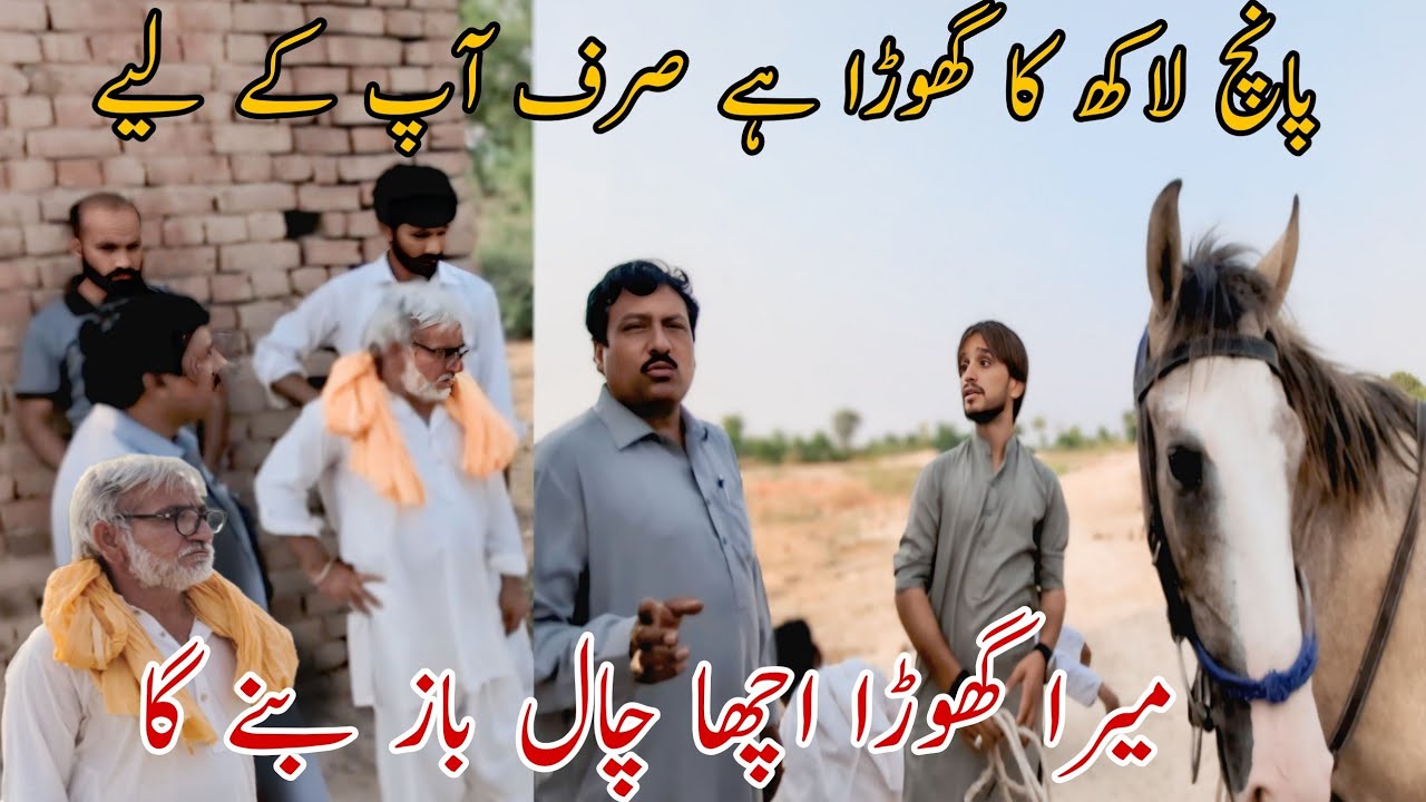 Horse For Sale Faisalabad Main Bara Hi Nayab Ghora | Chal Baz Ghora In ...