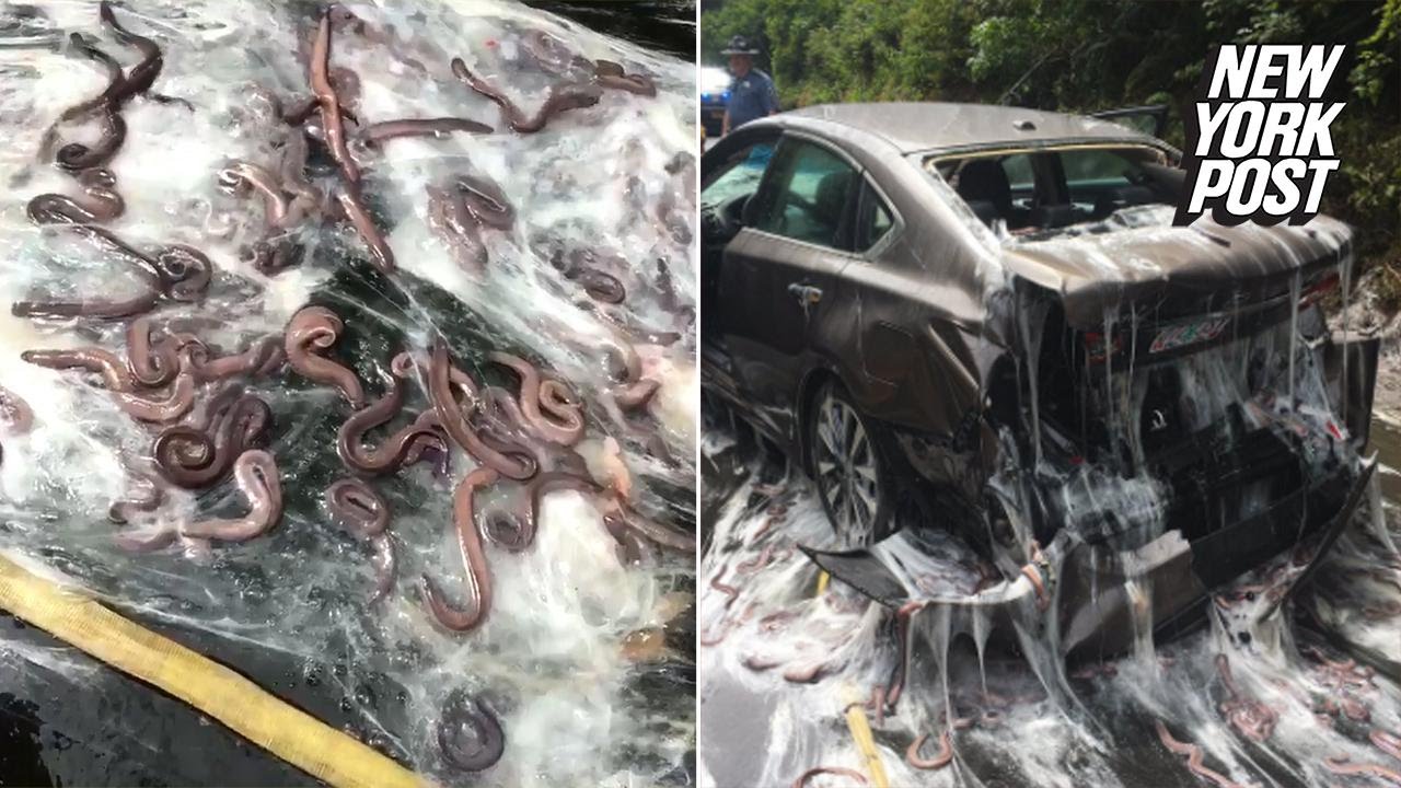 Highway gets 'slimed' by 4 tons of hagfish | New York Post - YouTube