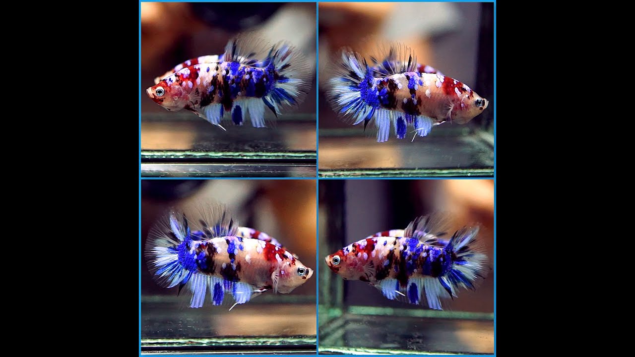 Live Betta Fish Fancy MULTI COLOR GALAXY KOI Halfmoon Plakat HMPK Male ...