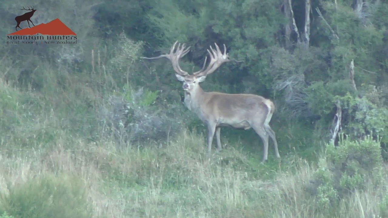 450 inch Red Stag double kickers - YouTube
