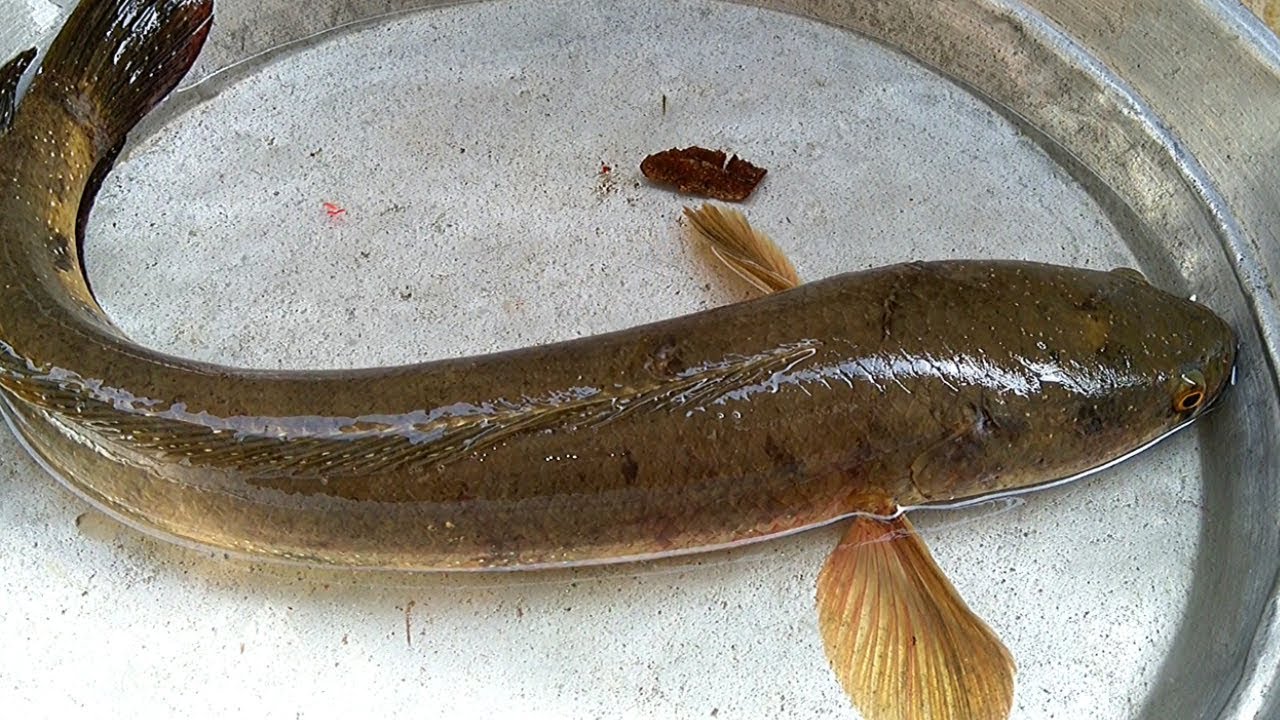How To Clean & Cook Live Murrel Fish Soup | Murrel Fish Cutting ...
