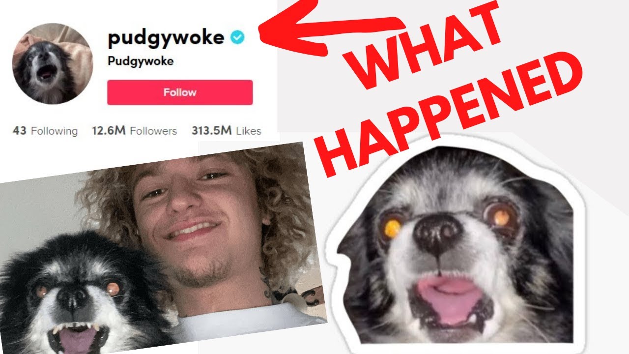 What happened to PudgyWoke? The Viral TikTok Dog. - YouTube