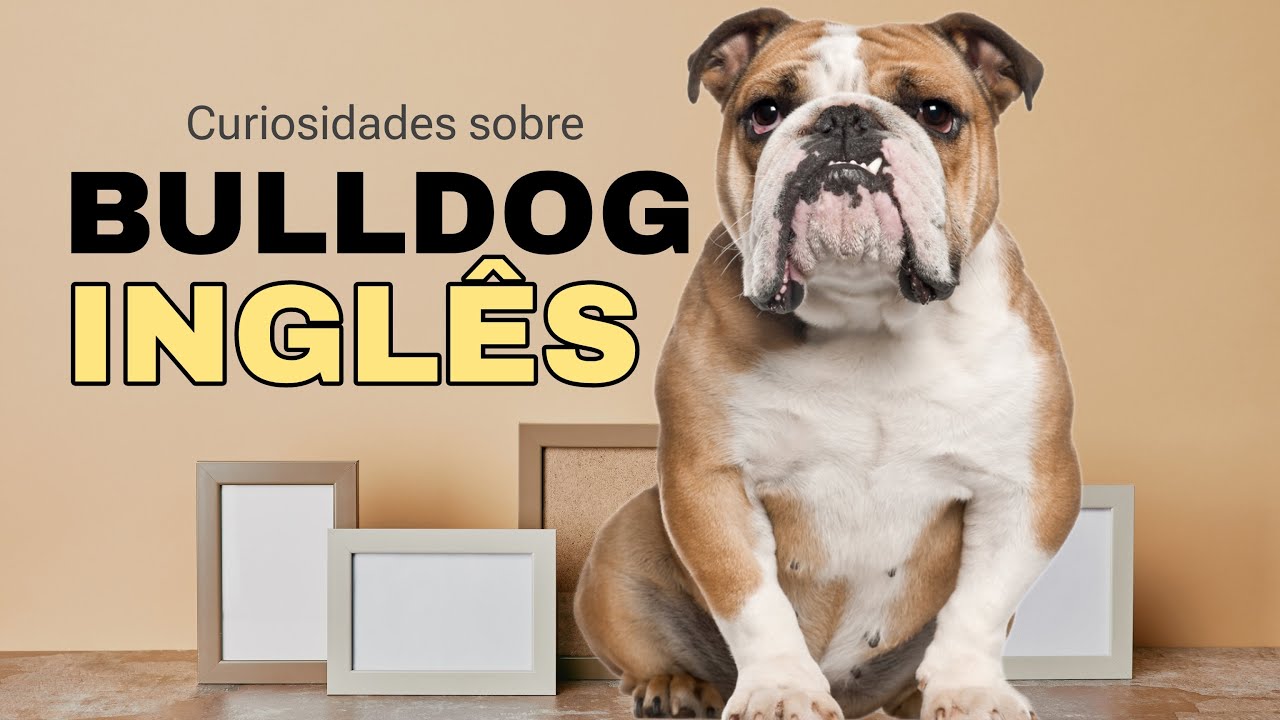 Descubra o Encanto do Bulldog Inglês O Melhor Amigo de Quatro Patas ...