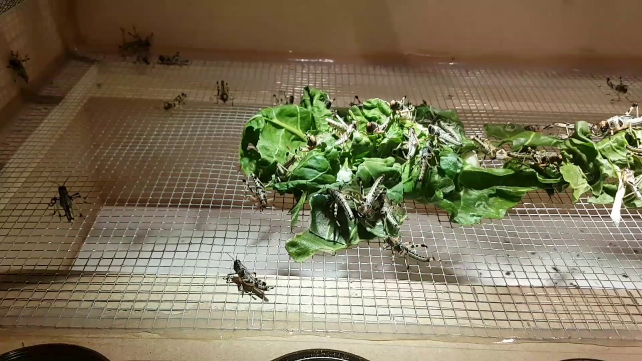 New Locust breeding set up. - YouTube