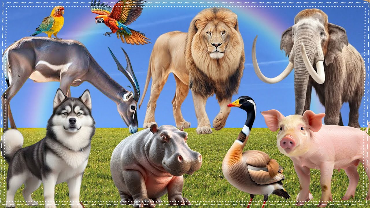 Have fun with animals: rabbit, turtle, sheep, cow, bird, Cat, Dog ...