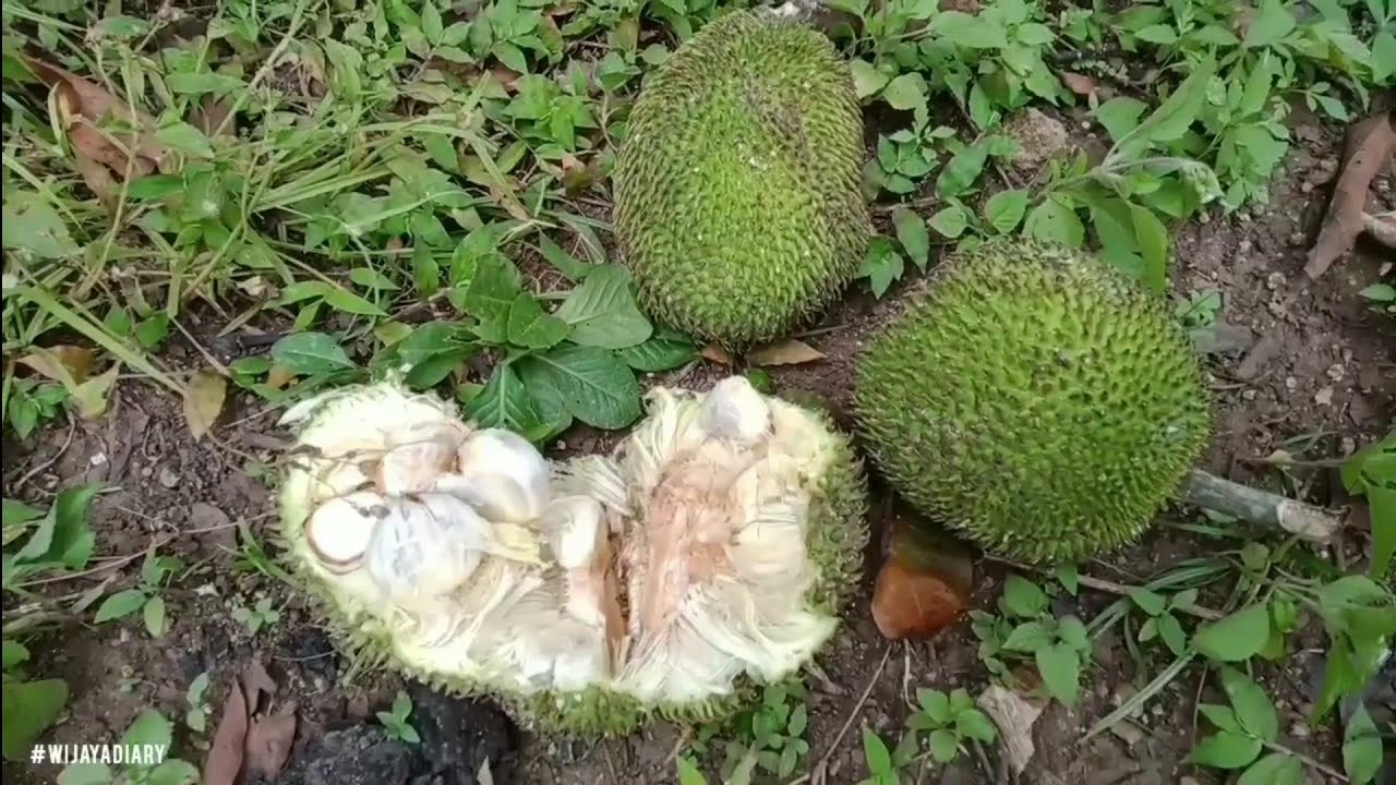 Episode 133 Buah Kluweh - YouTube