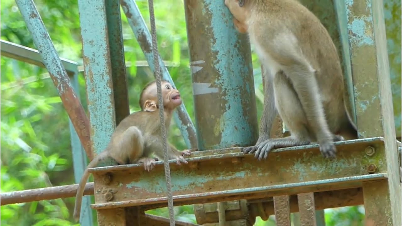 Breaking News! Baby Rainbow is terrified scared wild male monkey, BB ...