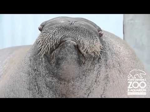 Amazing Walrus And His Many Sounds - YouTube