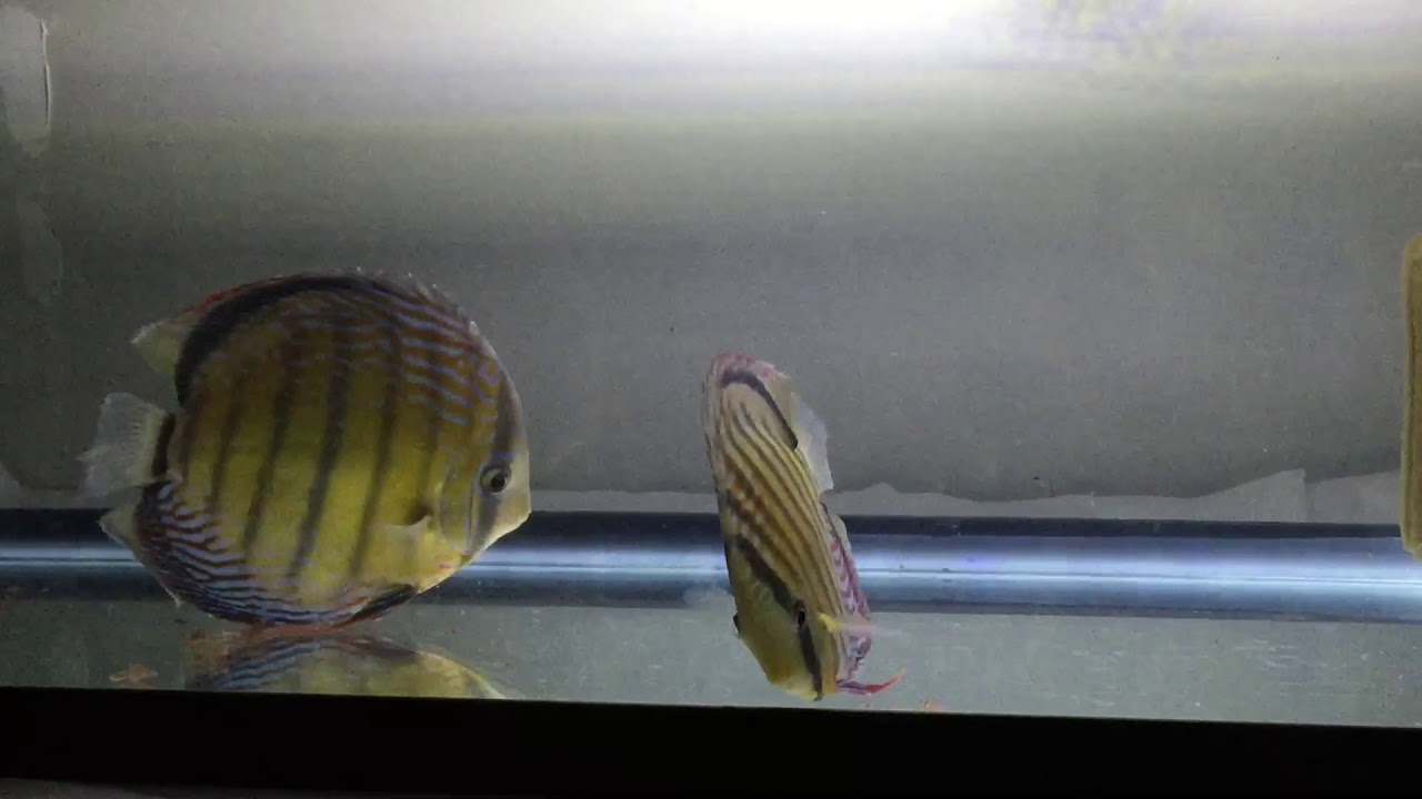 Wild Red Cuipeua Discus - YouTube