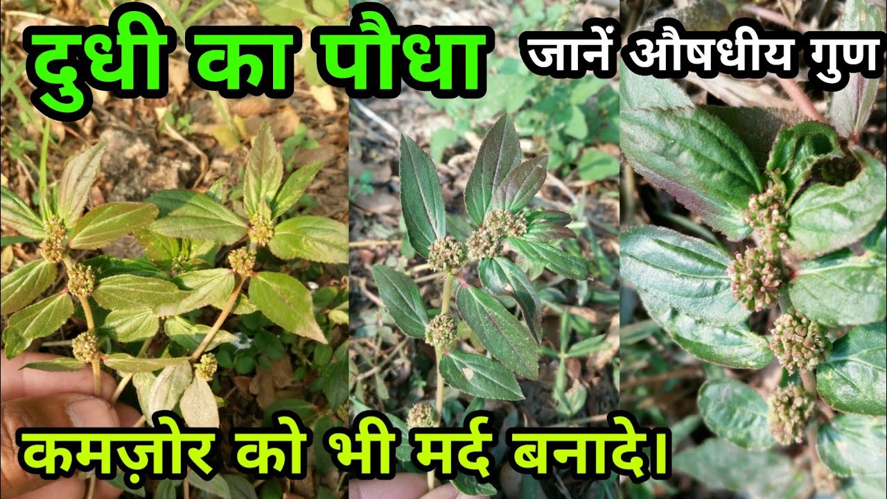 दुधी- अनेकों बिमारियों का इलाज छुपा है इस पौधे में | Dudhi Ke Fayde ...