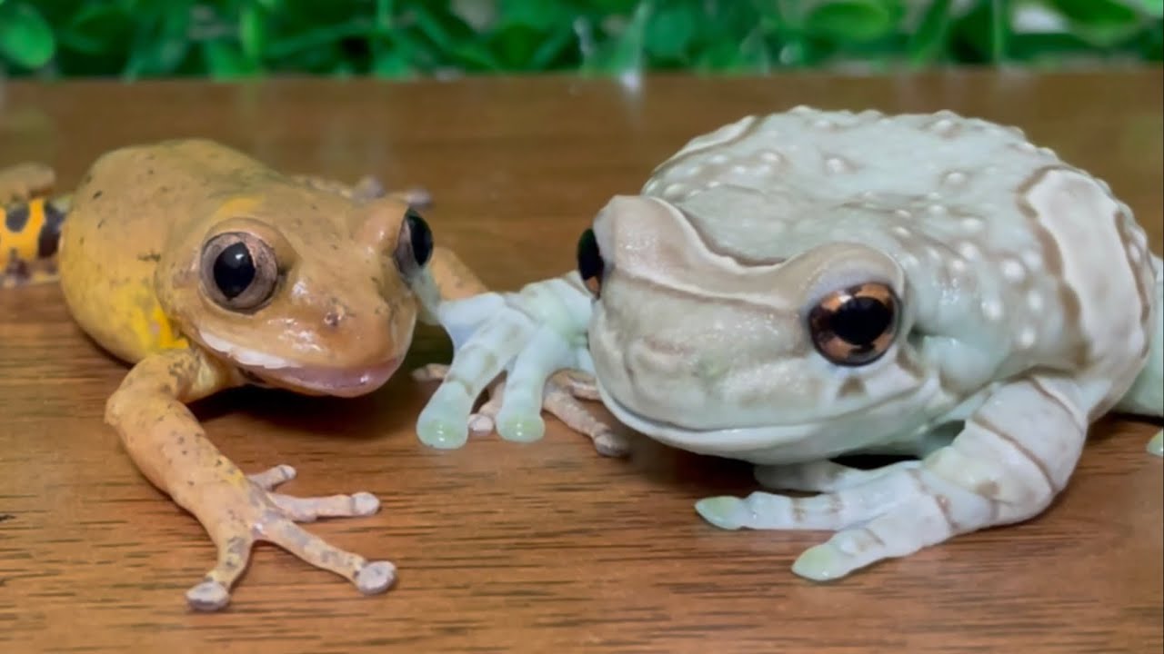 Love story of frogs ️ (Frog & Toad & Salamander) Amazon Milk Frog ...